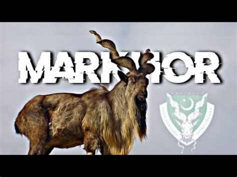 Isi Markhor 🇵🇰 Pak Army Edit Youtube