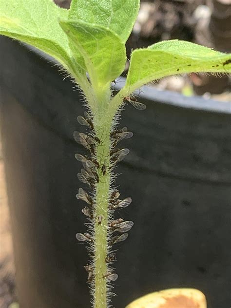 What Are These Tiny Winged Bugs That Are Attacking Only My Sunflowers