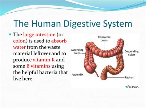 Anatomy Digestive System Its Parts And Functions Ppt