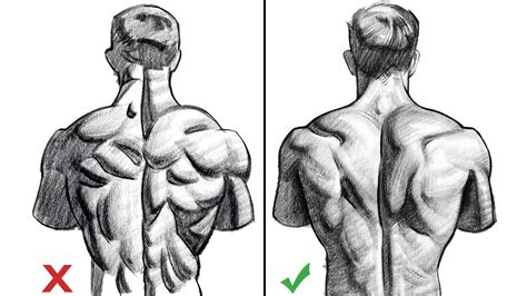Human Anatomy Drawings