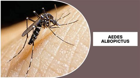 36 Common Types Of Mosquitoes Identification With Pictures