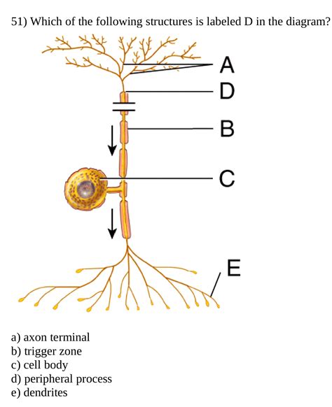 51 Which Of The Following Structures Is Labeled D In The Diagram A