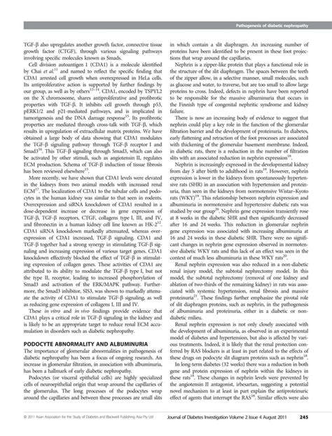 Pathogenesis Of Diabetic Nephropathy Pdf
