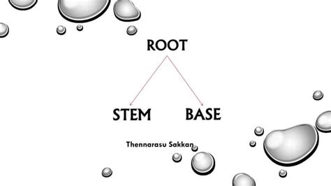 5 Base Root And Stem Pdf