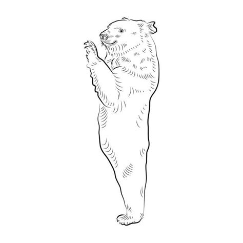Grizzly Bear Standing Up Drawing Illustrations Royalty Free Vector