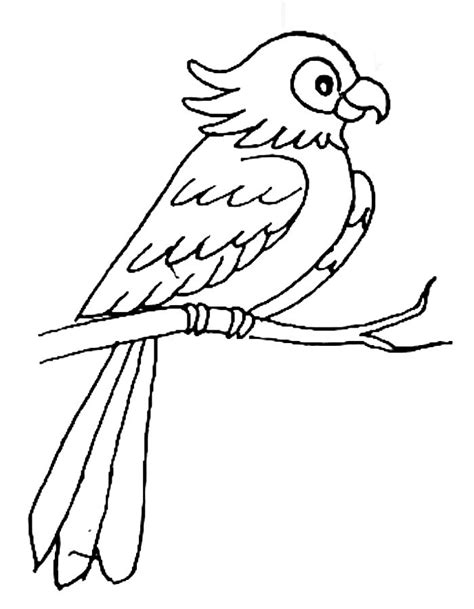Flying Macaw Drawing Easy Coloring Page Free Printable Pdf