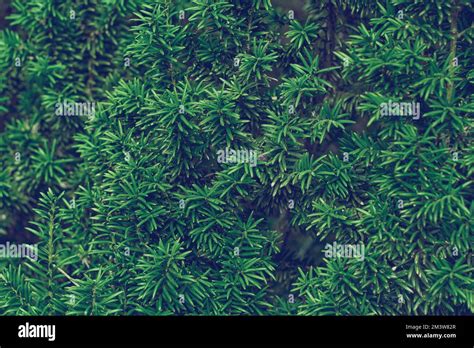 Taxus Baccata Green Twig Texture Berry Yew Plant Texture Background