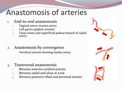 Ppt Cardio Vascular System Circulatory System Powerpoint