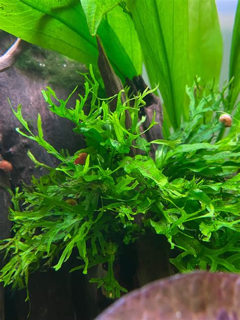 How To Plant And Propagate Java Fern In Your Aquarium Aqua Flora Aqua Fauna How To Plant And Propagate Java Fern In Your Aquarium Aqua Flora Aqua Fauna