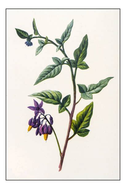 Solanum Clipart 20 Free Cliparts Download Images On Clipground 2026