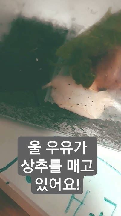 출처강아지의 달콤한 꿈 상추가 있는 먹이통에 있다가 상추가 달팽이 위에 Youtube