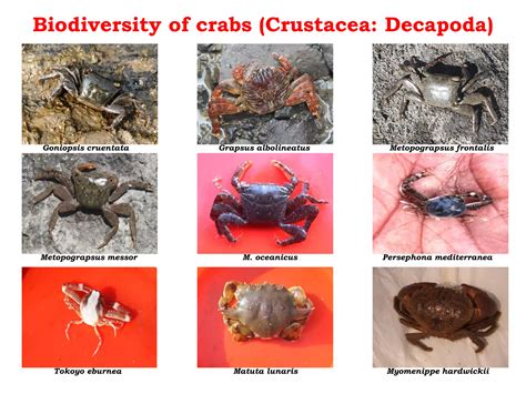 Biodiversity Of Crabs Crustacea Decapoda Along Uran Coast Navi