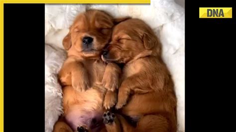 Two Puppies Together