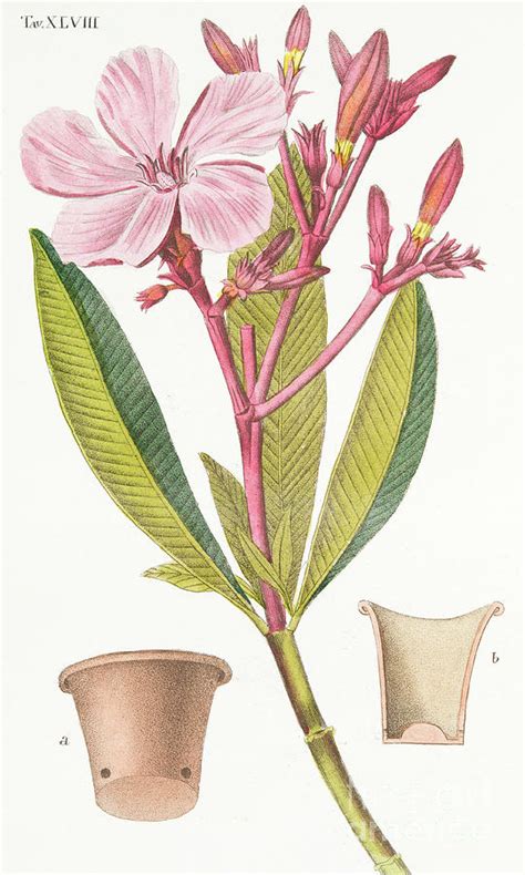 Oleander Drawing