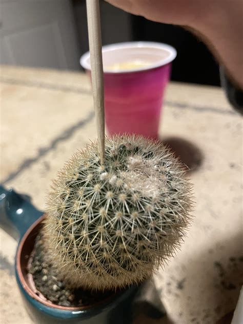 What Are These Small White Things That Look Like Perlite In Between The