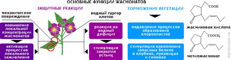 фитогормоны для растений что это такое