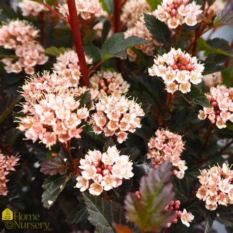 Physocarpus Opulifolius Little Devil™ Common Ninebark From Home Nursery