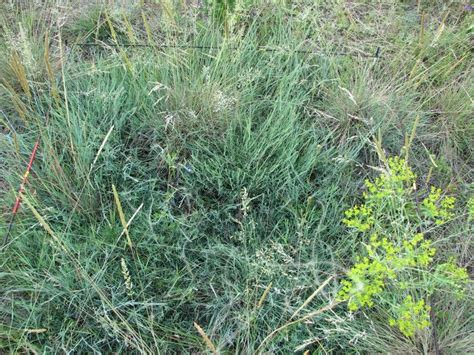Restored Sand Grassland Patch Image Eurekalert Science News Releases