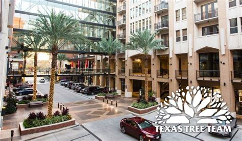 The Ultimate Guide For Hiring A Tree Service In Houston Texas Tree