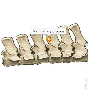 Mammillary Process Vet Anatomy Imaios