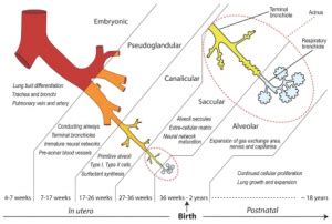 2017 Group Project 5 Embryology