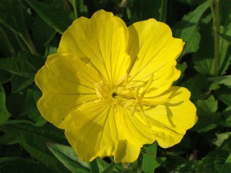 Missouri Primrose Seeds Free Shipping Fresh And Organic Oenothera