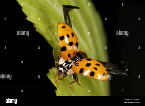 Asian Lady Beetle Harmonia Axyridis Taking Off Showing The Hard