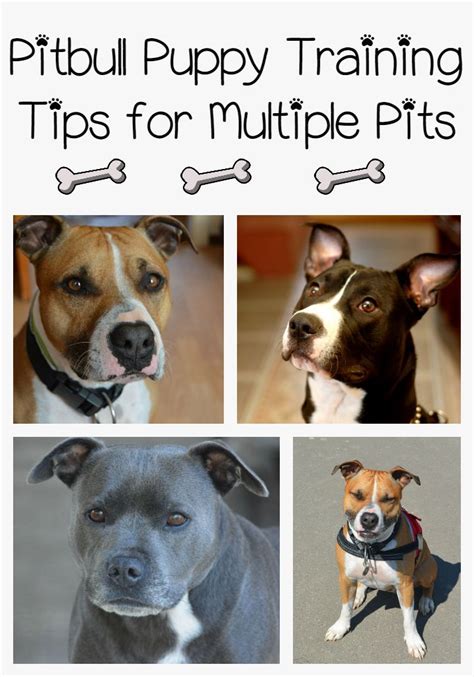 Pitbull Puppy Training Tips For Multiple Pits Dogvills Puppy