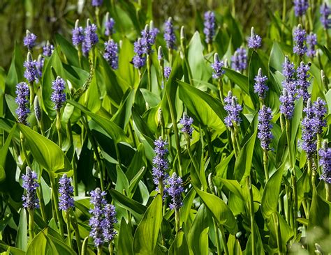 Pickerelweed Pontederia Cordata