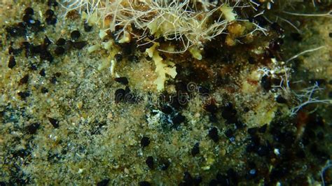 Sea Snails Or Mud Snails Cerithidea Sp Close Up Undersea Aegean Sea