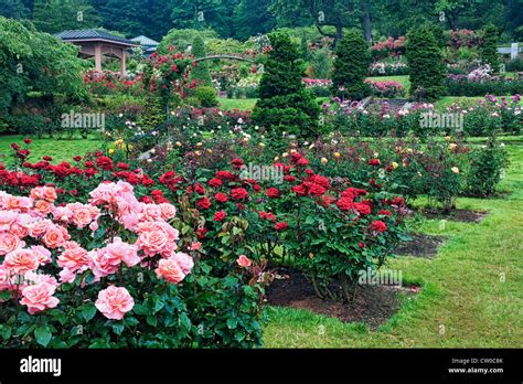 Washington Park Portland Rose Gardens