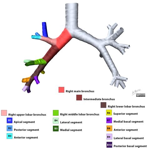 Radiopaedia Lung Segments
