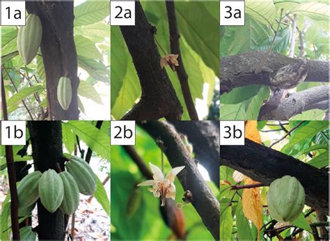Methods Of Harvesting Agroforestry Tree Species At Sandra Mcgregor Blog