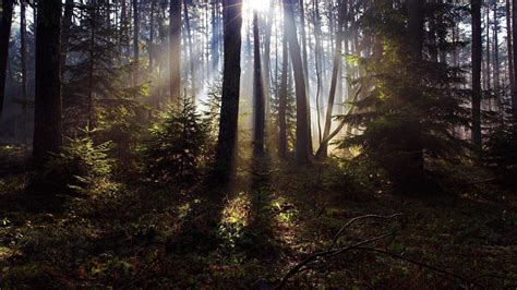 Black Forest Wallpapers 4k Hd Backgrounds On Wallpaperbat