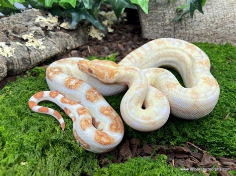 Albino Leopard Imperatormorphs