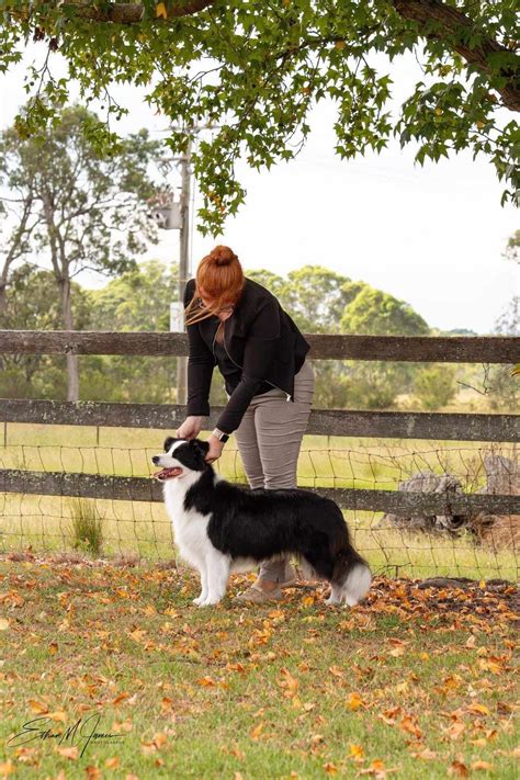 Aust Ch Tullaview Turns Me On Border Collie Owned By Mrs C Butler