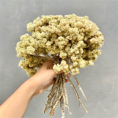 Jual Ikat Besar Edelweis Merapi Mekar Gembul Dried Flower Bunga