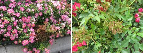 Mite Vector Of Rose Rosette Virus Turf And Ornamental Pest Management