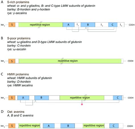 Schematic Representation Of Typical Structure Of Prolamin Group