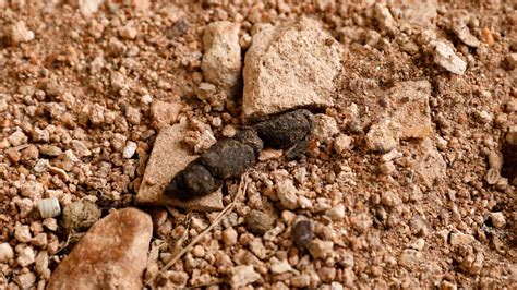 Whose Poo Is Whose Your Guide To Animal Droppings Identification With