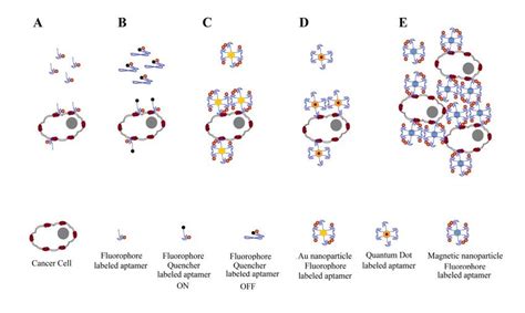 Schematic Picture Of Fluorescence Biosensing Various Types Of