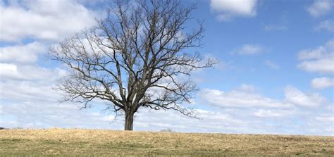 Evergreen Versus Deciduous Fandm Contractors Baltimore Maryland