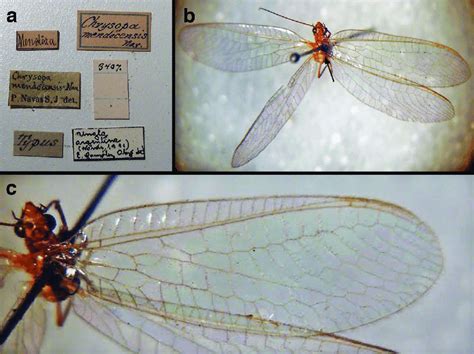 Chrysopa Mendocensis Navás Features A Labels B Habitus Dorsal Download Scientific