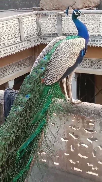 Beautiful Peacock 😍trending Youtubeshorts Peacocklove Viral Peacock Shortsfeed Ytshorts
