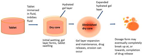 Unexpected Stability Of A Prodrug To Enzymatic Hydrolysis Within A