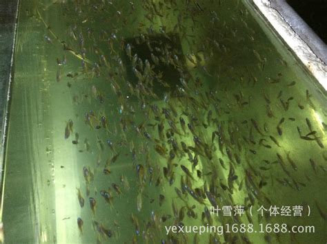 老虎小精灵鱼活体 熊猫虎纹小精灵除藻鱼底栖鱼热带鱼观赏鱼批发 阿里巴巴