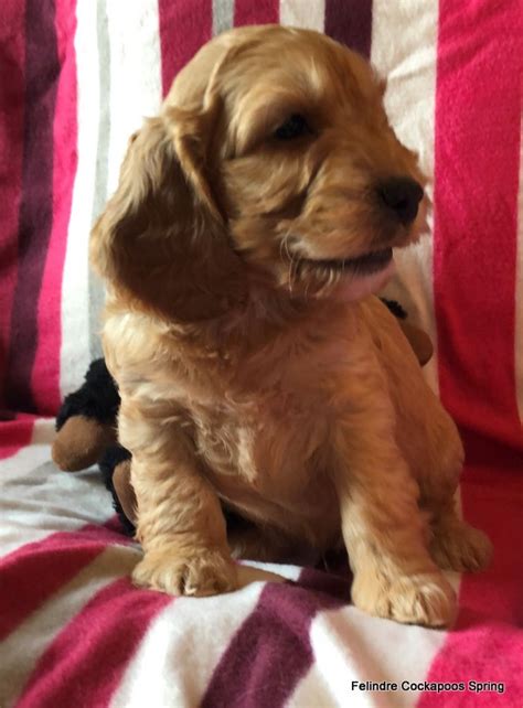 F1 Cockapoo Puppies For Sale Available Soon From Felindre Cockapoos