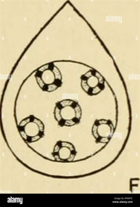This Work Introduces The Study Of Frog Embryology Focusing On The