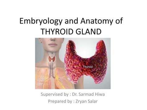 Embryology And Anatomy Of Thyroid Gland Pptx