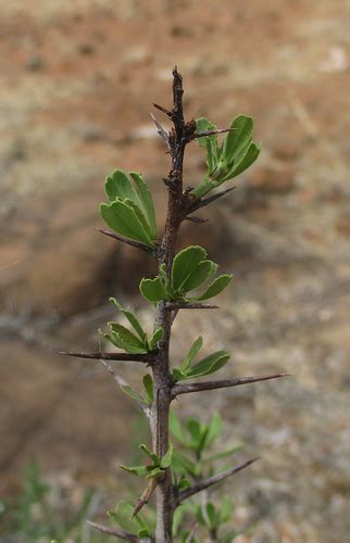 Common Spikethorn Gymnosporia Buxifolia · Inaturalist